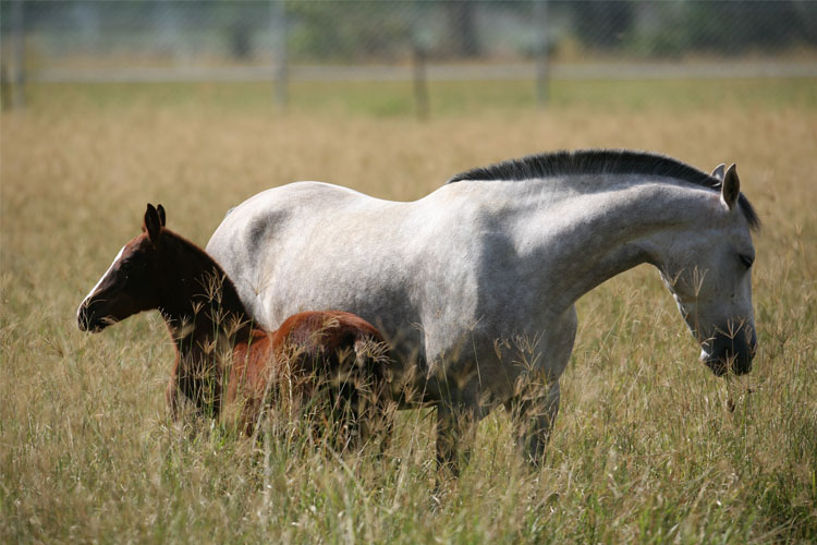 Cuadra Conquista :: Cría Caballar Azteca y Pura Raza Española